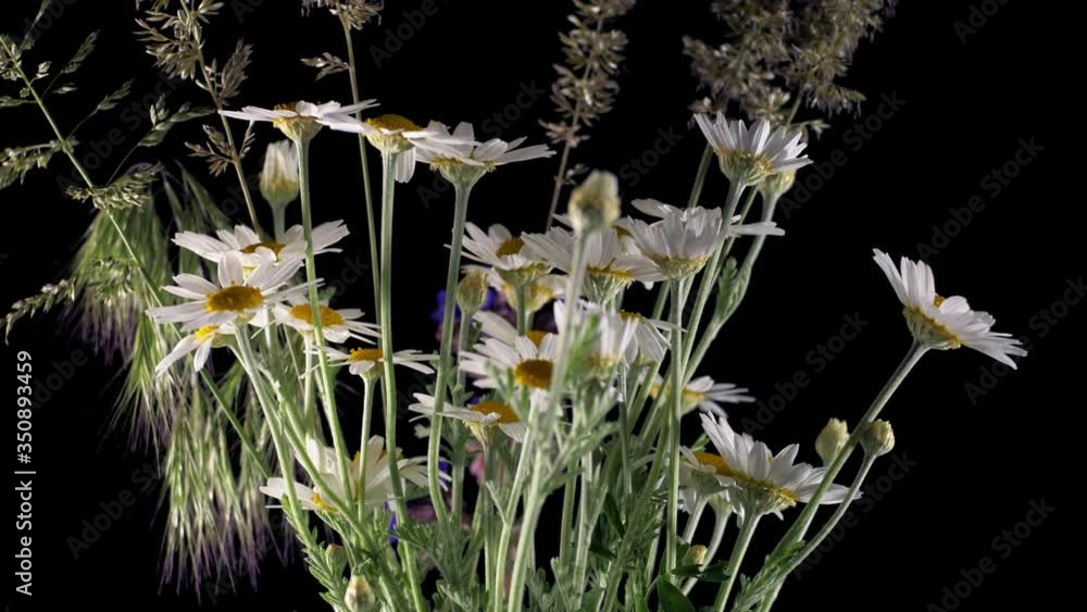 Wildflowers rotate on a black background. Wildflowers are spinning in ...