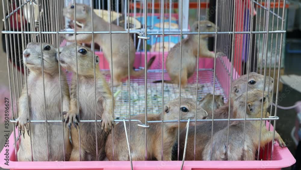 Unhappy cute prairie dog cub suffering, cage on market. Pets for sale ...