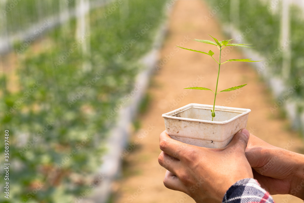 Cannabis trees in human hands that grow . Hemp plant, Woman controls ...