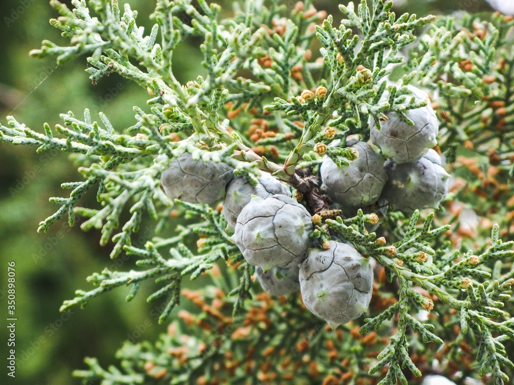 Cypress branch with blue green seeds close up. Bald Cypress tree seeds ...