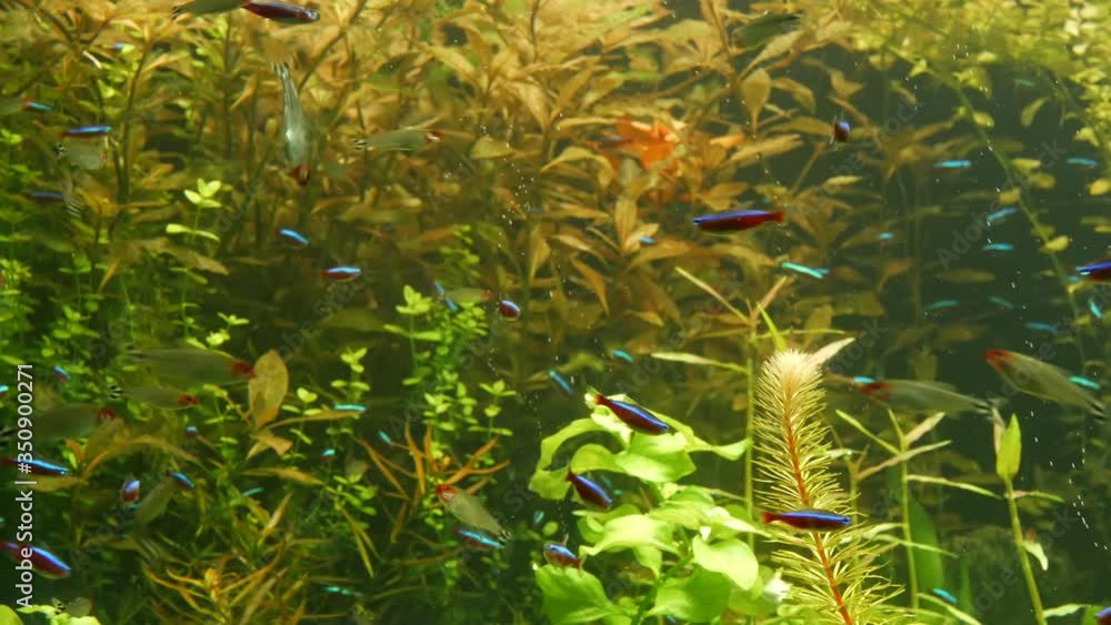 Colorful vivid fluorescent small fishes glow in river fresh water ...