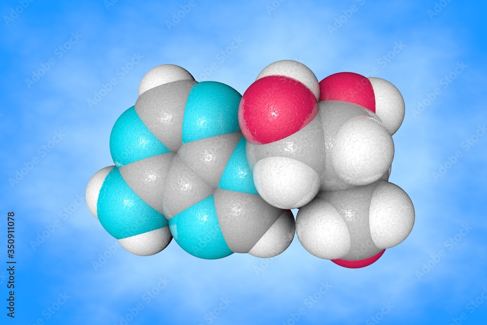 Space-filling molecular model of adenosine. Atoms are represented as ...