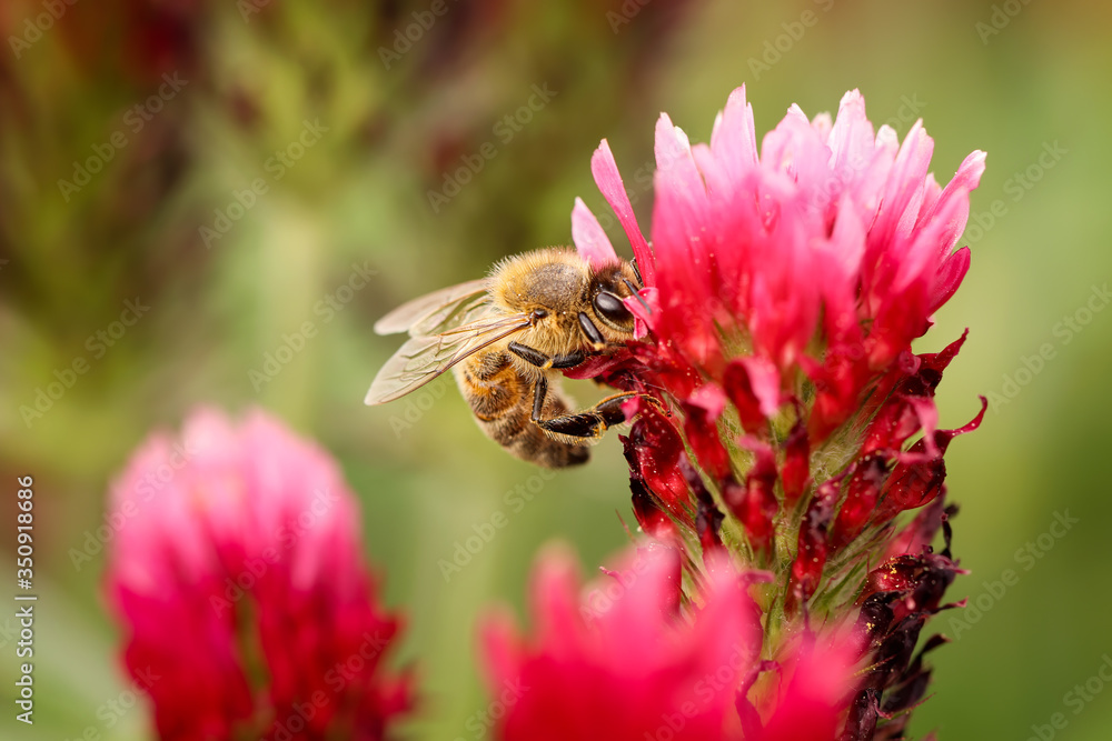 Detailed close-up photograph of busy bee pollinating red clover ...
