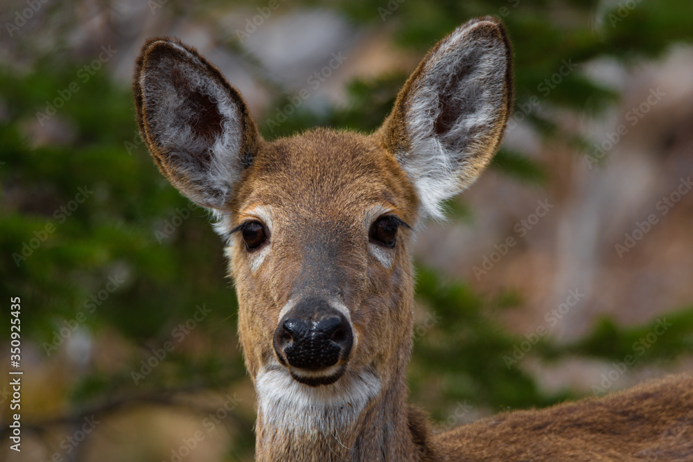 Cerf de Virginie sauvage en forêt canadienne au Québec Stock Photo ...