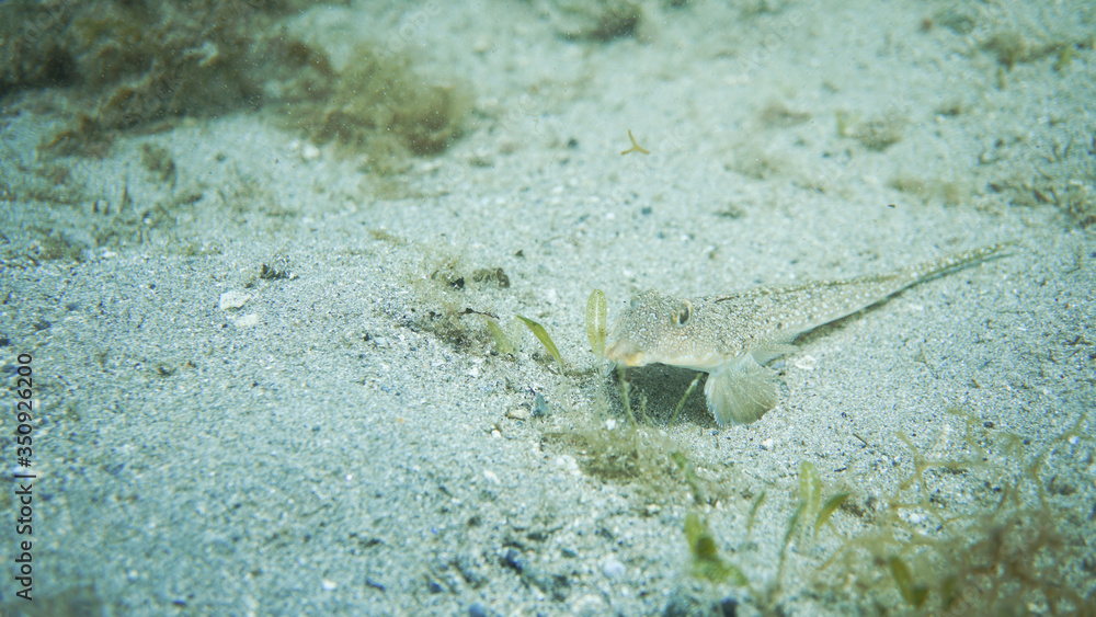 flathead fish (Repomucenus curvicornis) and seaplant on the sand Stock ...