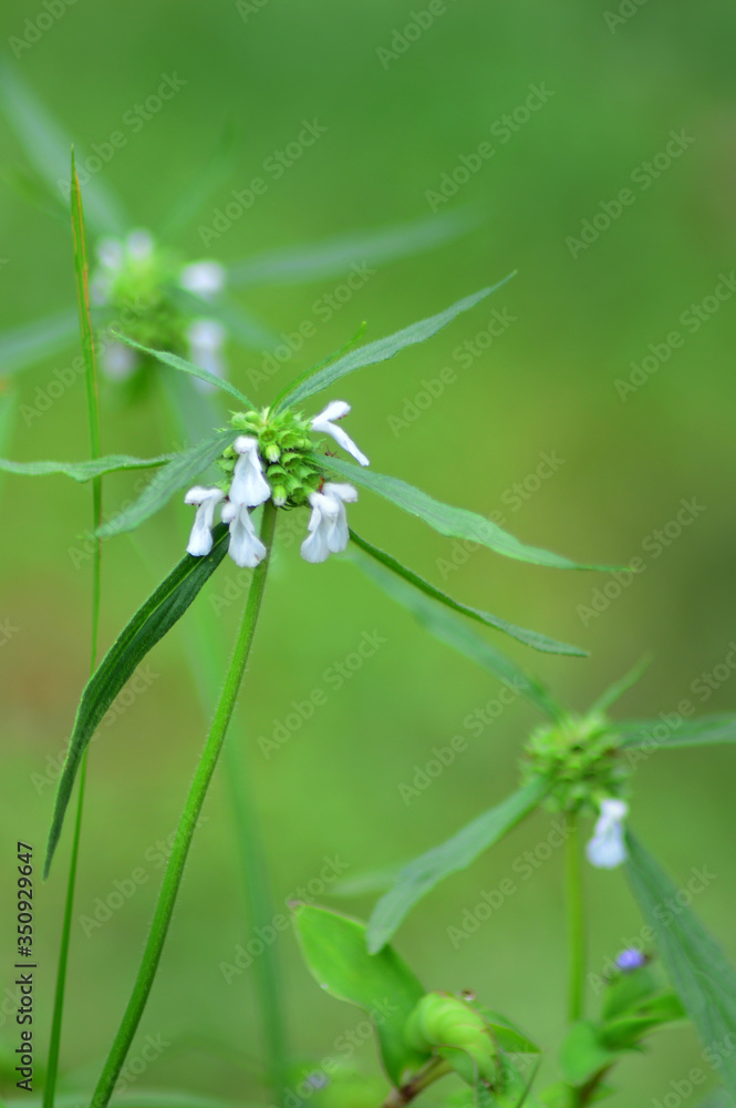 Leucas zeylanica Stock Photo | Adobe Stock