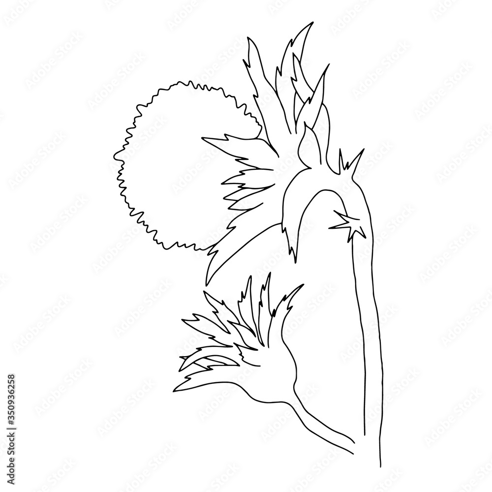 Milk thistle wild flower vector outline illustration, simple botanical ...