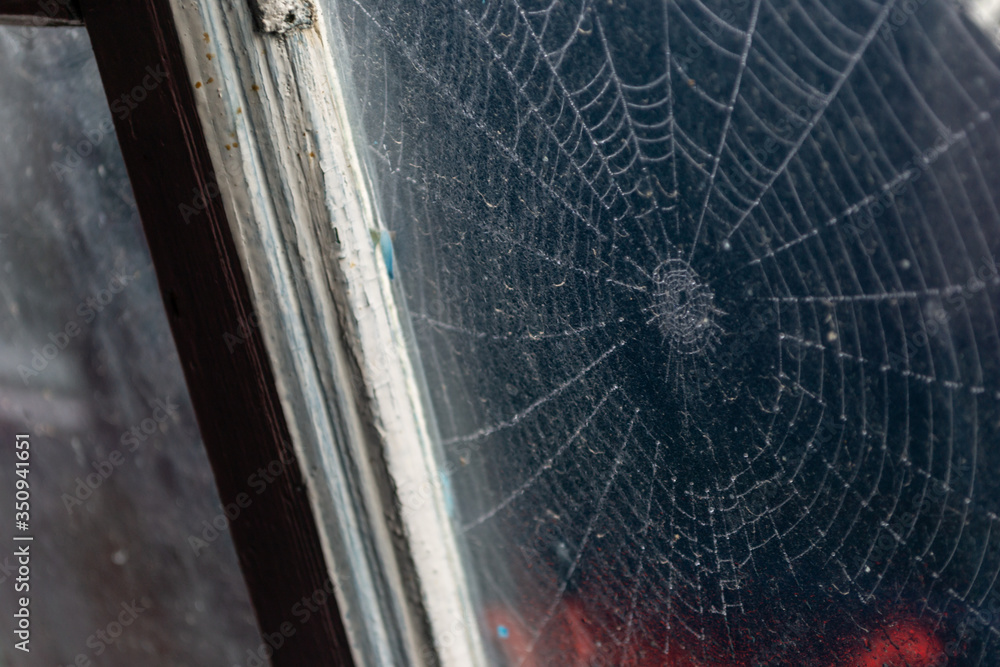 Spider web in the window Stock Photo | Adobe Stock