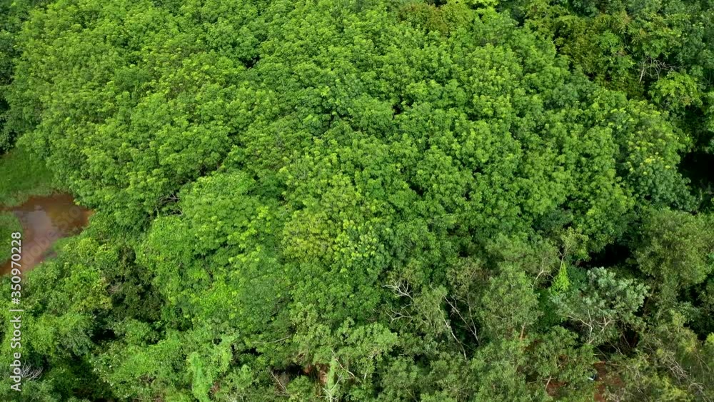 Aerial drone view of deforestation of a tropical rainforest ...