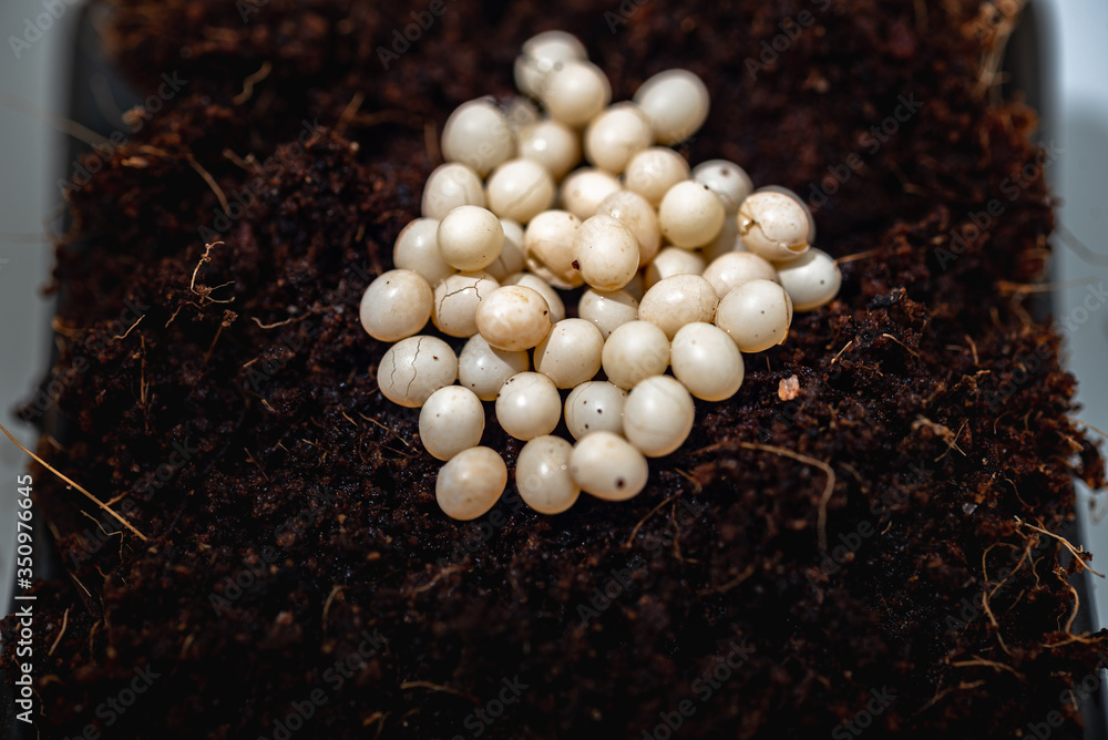 Achatina snail white eggs, which begin to crack and small snails hatch ...