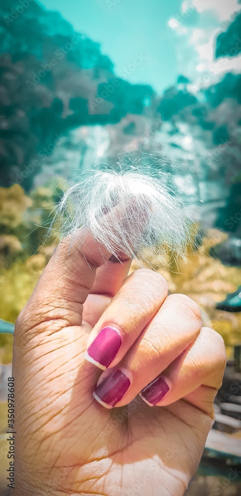 A girl with a Wara (Calotropis gigantea) flower in her hand , in front ...