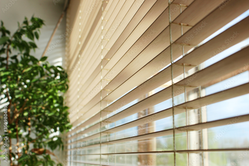 bamboo blinds and green plant on the window with sunshine Stock Photo ...
