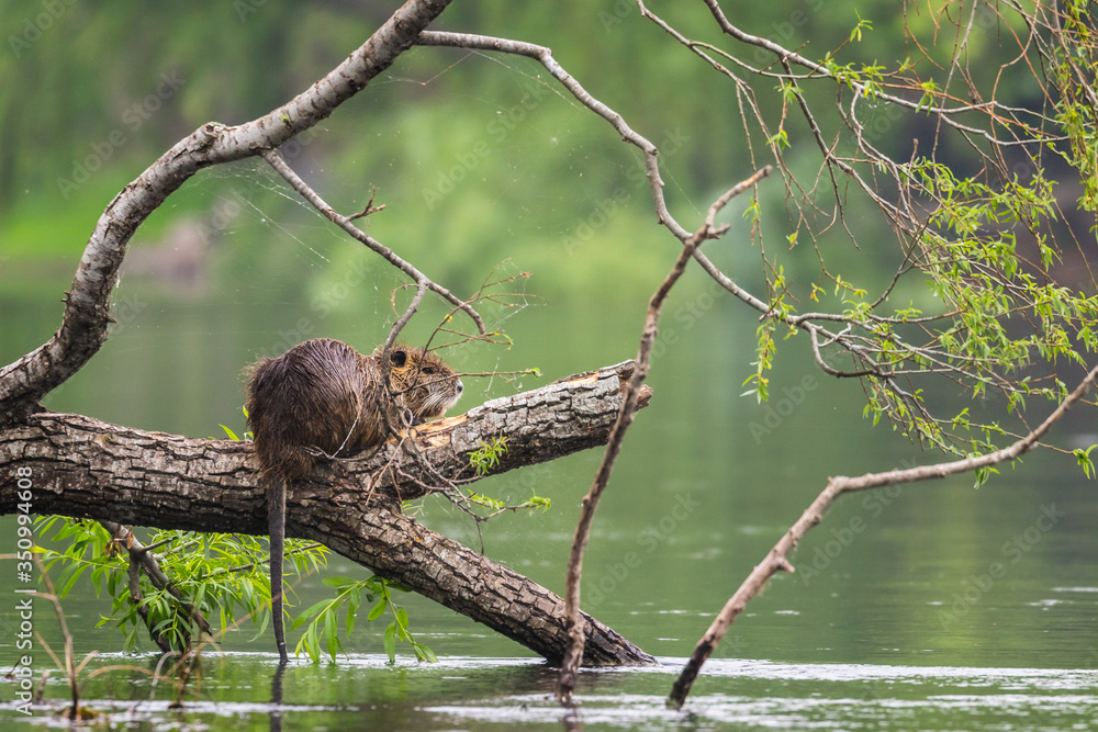 Hermoso paisaje con un coipo (Myocastor coypus) sentado en un tronco ...
