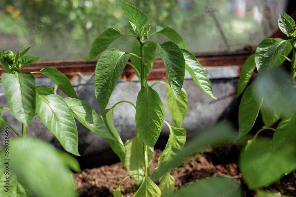 pepper seedlings in a greenhouse with the first green fruits growing ...