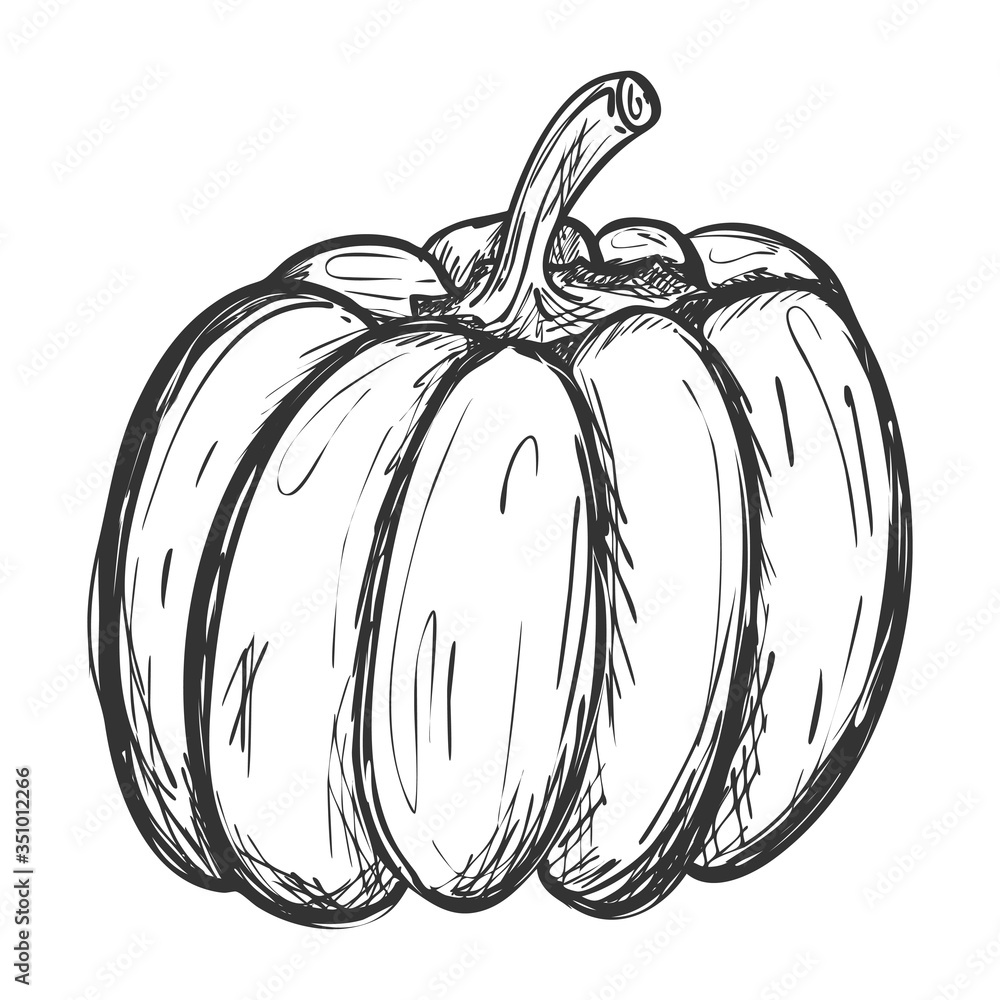 Sketch of a whole pumpkin.Doodle style. Drawing of a ripe pumpkin with ...