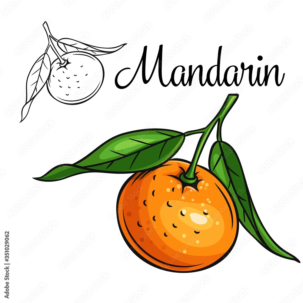 Mandarin vector drawing icon Stock Vector | Adobe Stock