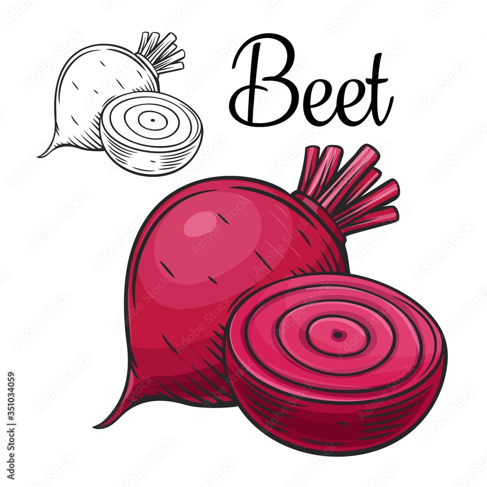 Beet vector drawing icon Stock Vector | Adobe Stock