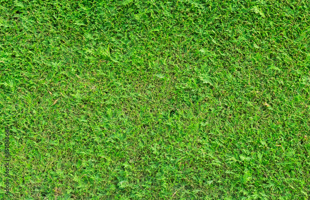 Seto de ciprés Leylandi. Conífera. Stock Photo | Adobe Stock