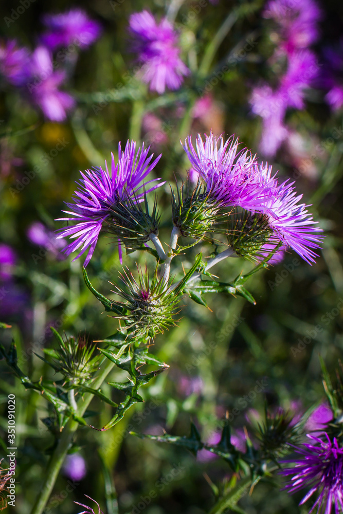 Cardo común rosa (Cirsium vulgare). Stock Photo | Adobe Stock