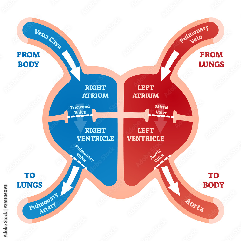 Heart blood flow vector illustration. Labeled cardiology system ...