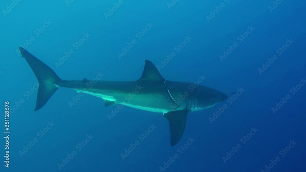 A Great White Shark underwater. Fascinating underwater diving with ...