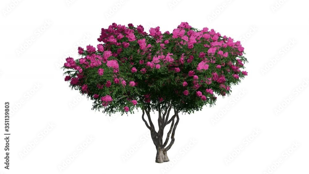 Vidéo Stock Isolated Crape myrtle tree on the wind,White background ...