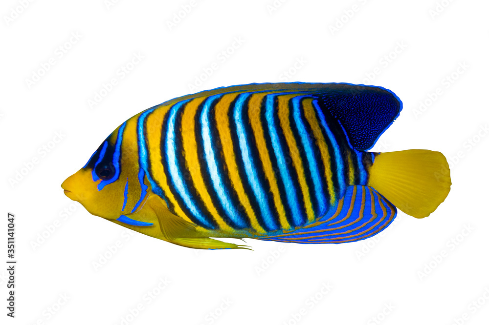 Blue Striped Angelfish
