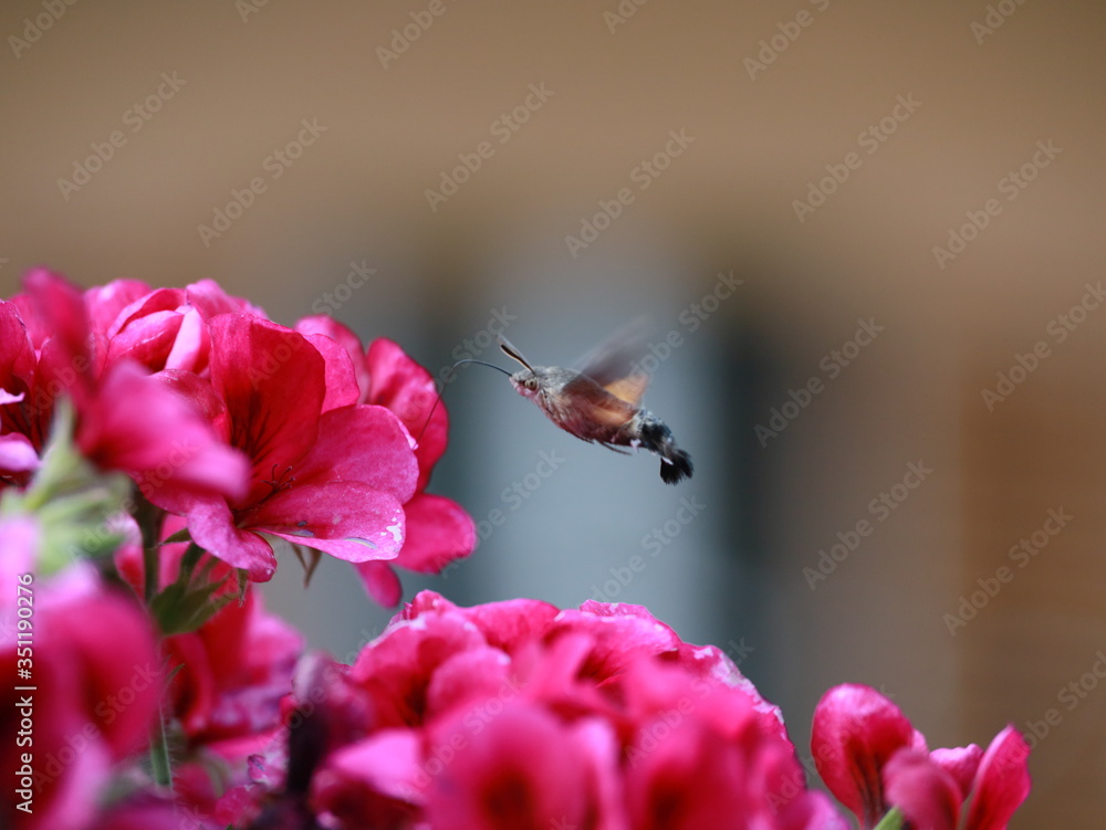 Foto de farfalla Sphingidae o Sfinge Colibrì, succhia nettare geranio ...
