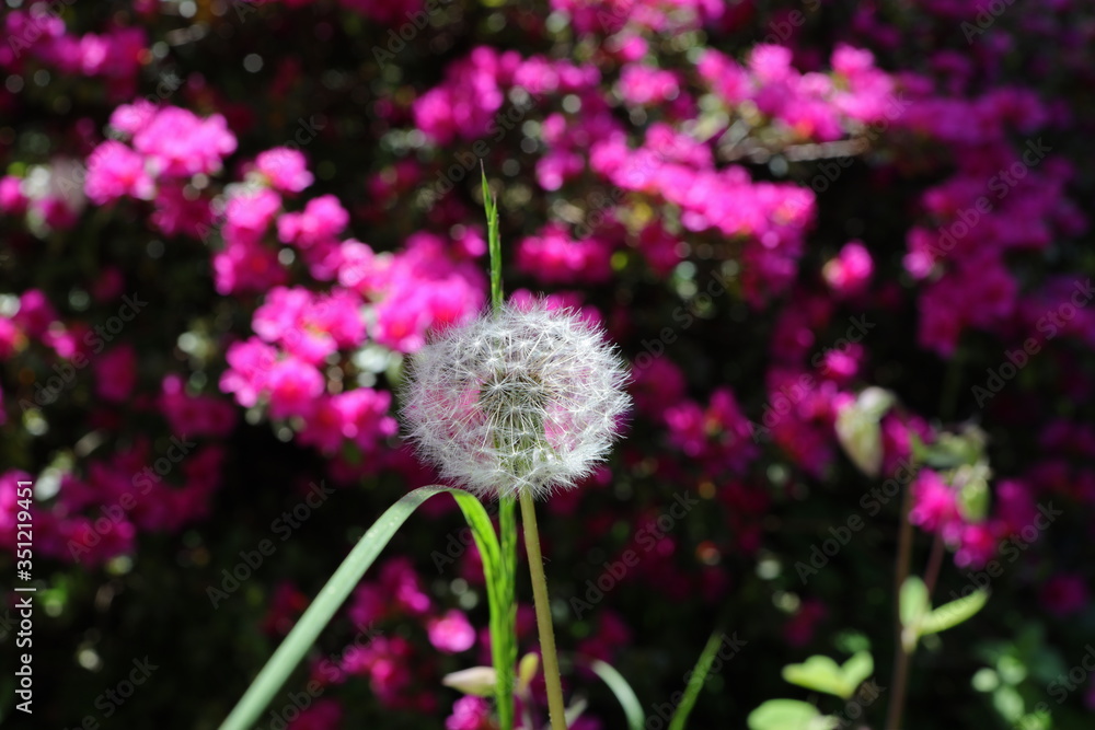 Pusteblume Freigestellt gewöhnlicher Löwenzahn Taraxacum officinale ...