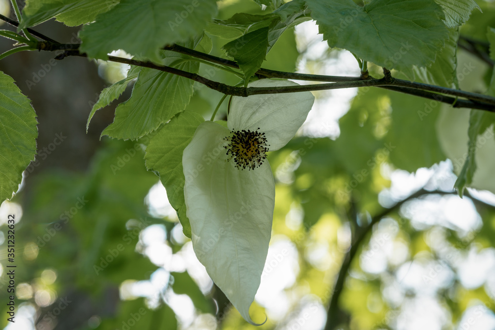 Macro photo of a white flower of a dove tree (Davidia involucrata ...