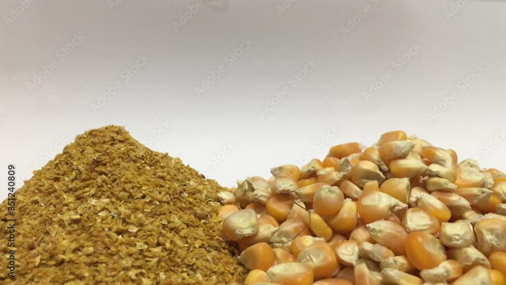 Video „Yellow gold Corn Distiller's dried grains with solubles (DDGS ...