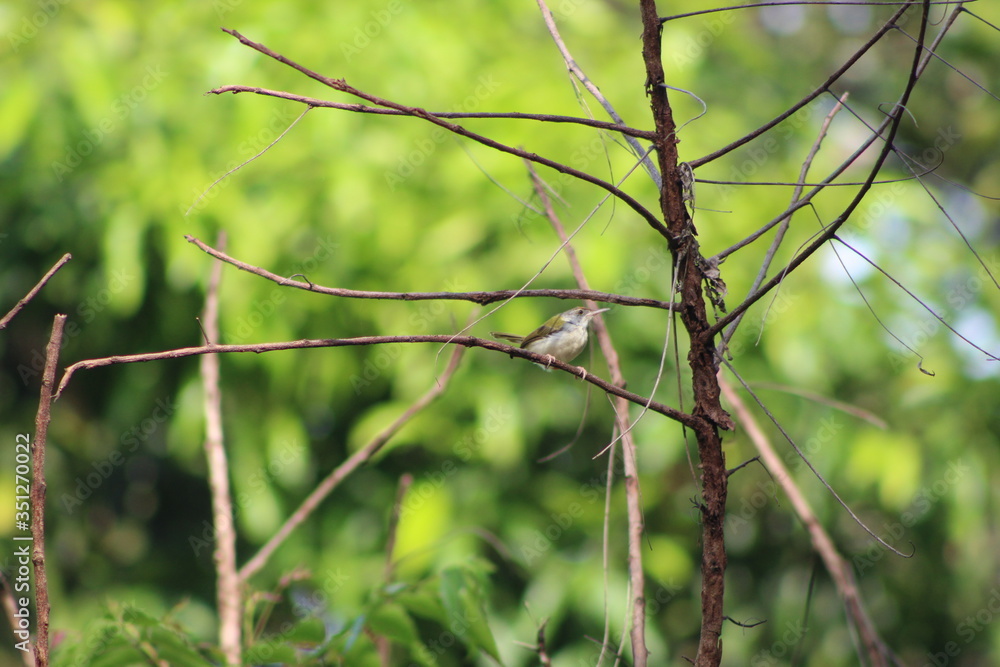 Old World sparrows are small, plump, birds with short tails and stubby ...