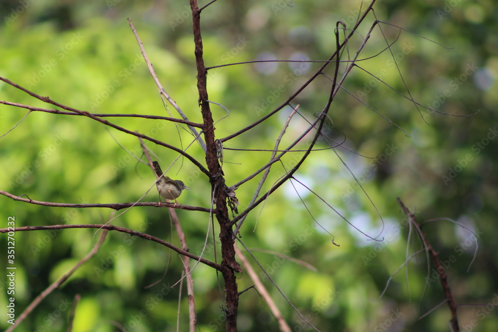 Old World sparrows are small, plump, birds with short tails and stubby ...