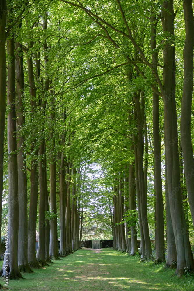 Secluded stretch of tall beech trees of The Beech Avenue at Hidcote ...