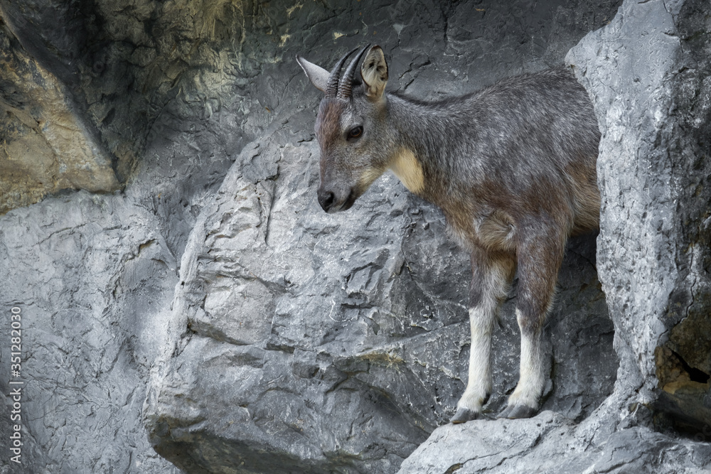 goral Stock Photo | Adobe Stock
