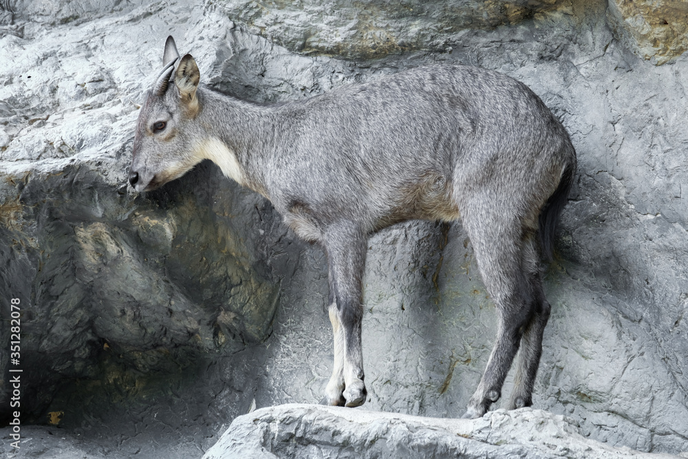 goral Stock Photo | Adobe Stock