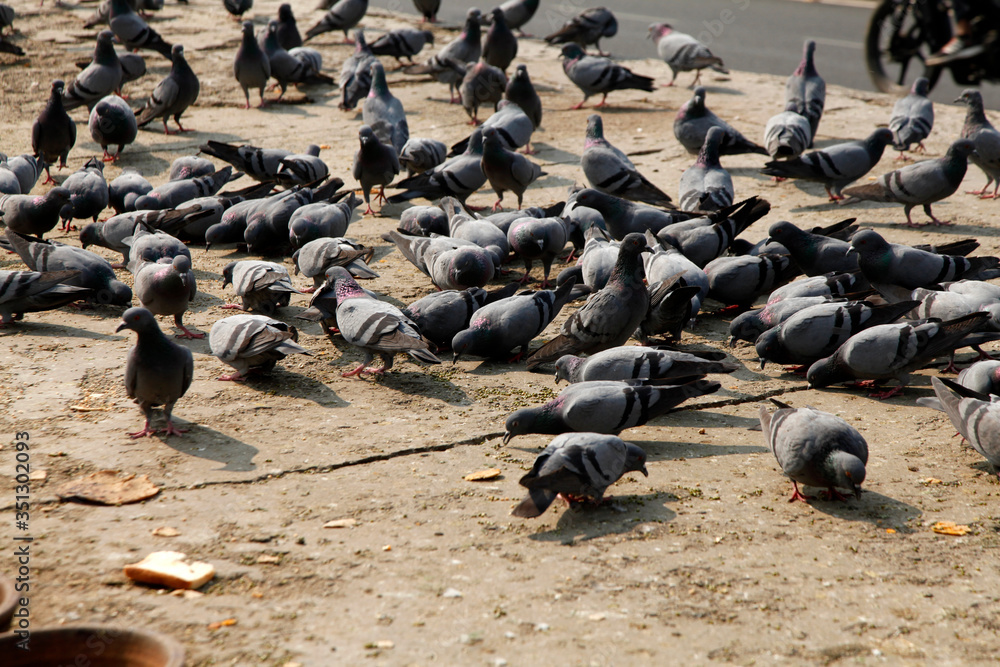 Pegions in the city street, pegions or doves inhabited the city street ...