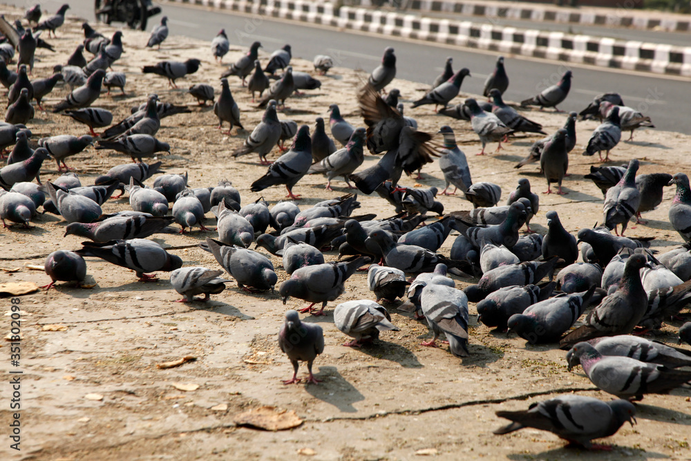Pegions in the city street, pegions or doves inhabited the city street ...