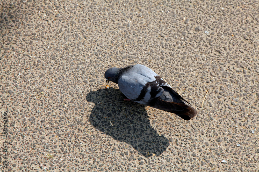 Pegions in the city street, pegions or doves inhabited the city street ...