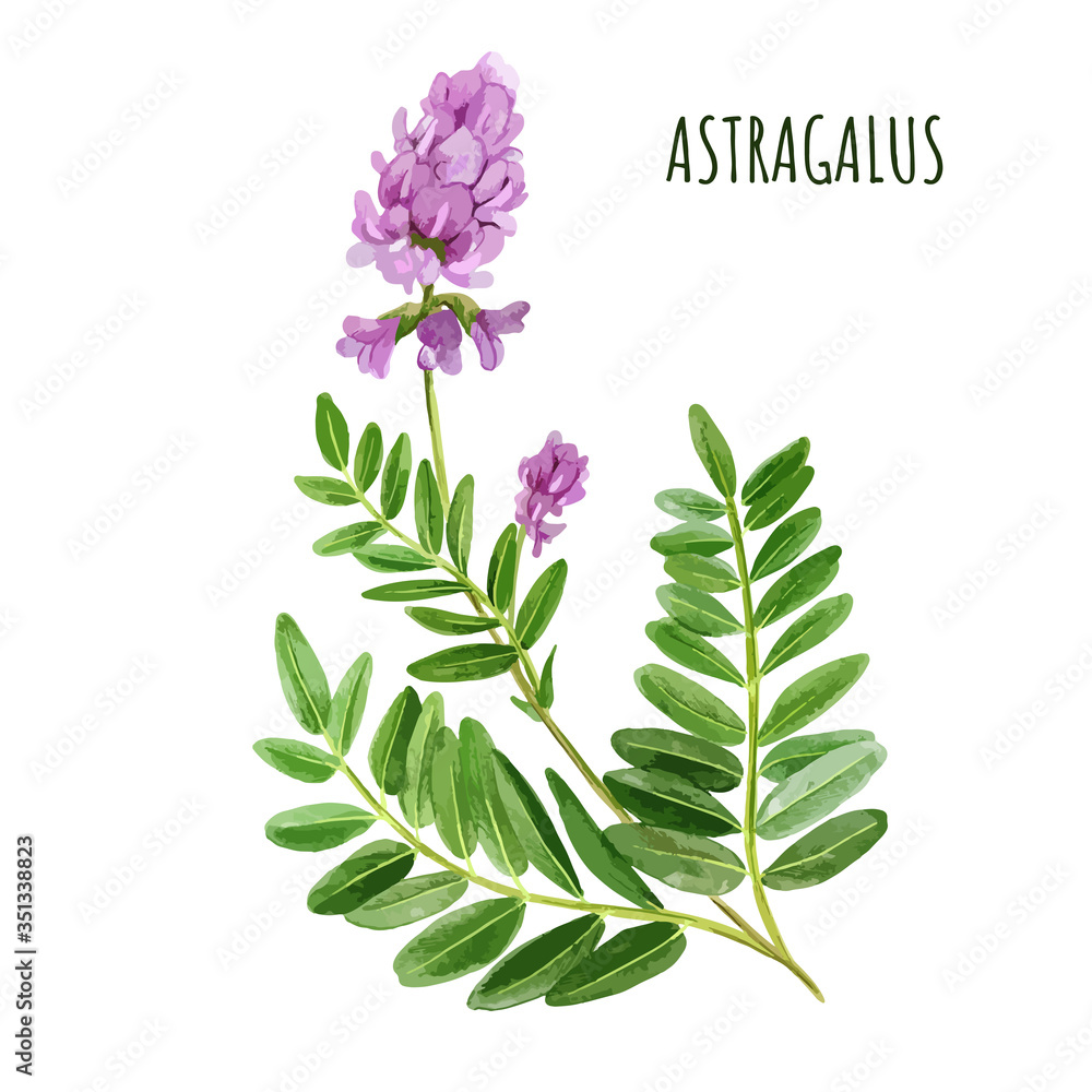 Astragalus with flowers and leaves, medical tea herb Stock Vector ...