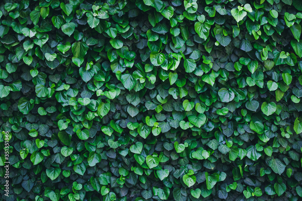 Abstract ivy green wall surface for decoration design. Natural ...