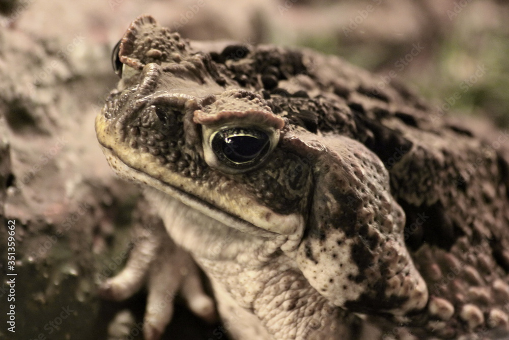 The Aga toad is a colorful representative of its family. It is one of ...