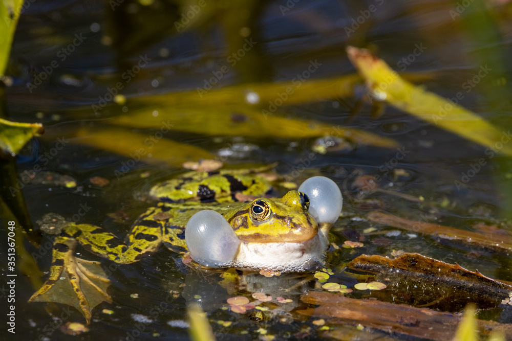 Poster Common European Green Frog croaking with inflated vocal sacks ...