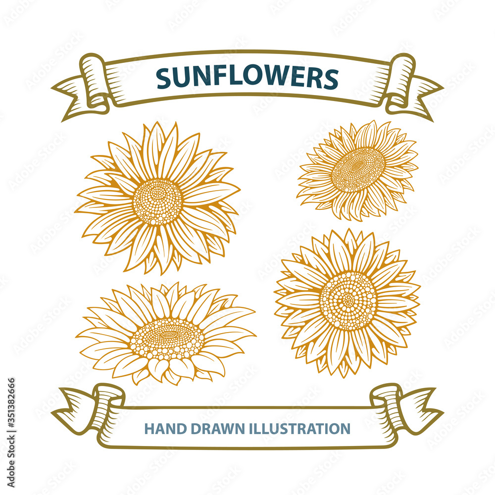 Sunflowers and ribbons hand drawing sketch vector illustrations set ...