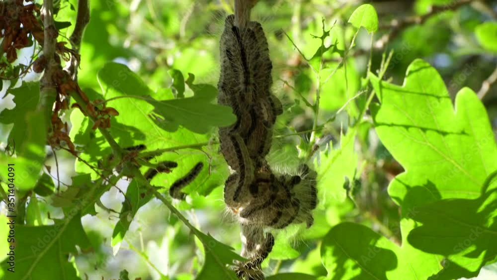 Nest oak processionary caterpillar (Thaumetopoea processionea) in an ...