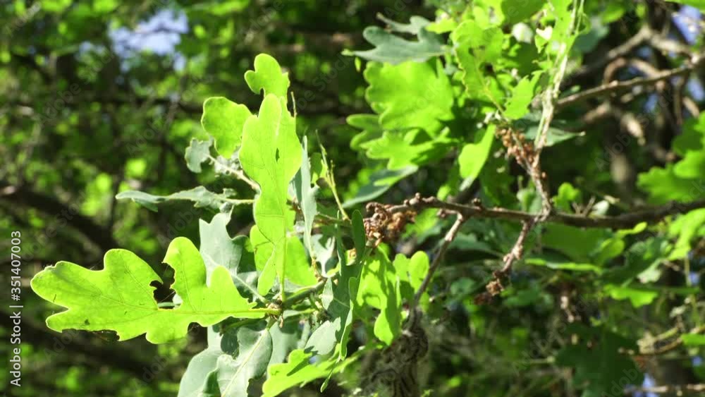 Oak Trees infested with larvae Processionary (Thaumetopoea processionea ...