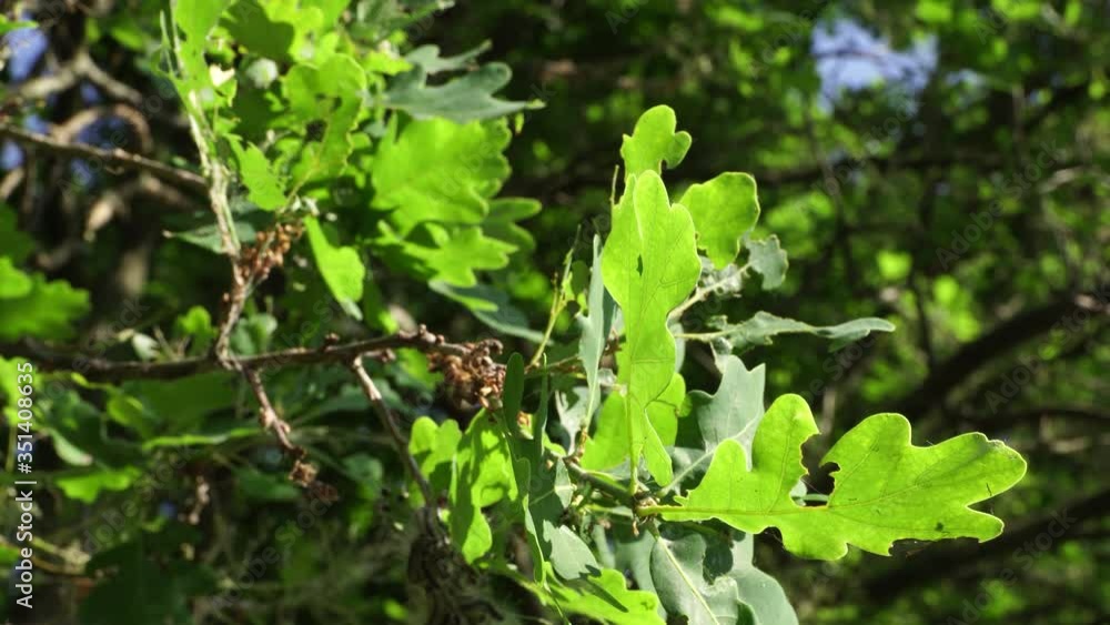 Oak Trees infested with larvae Processionary (Thaumetopoea processionea ...