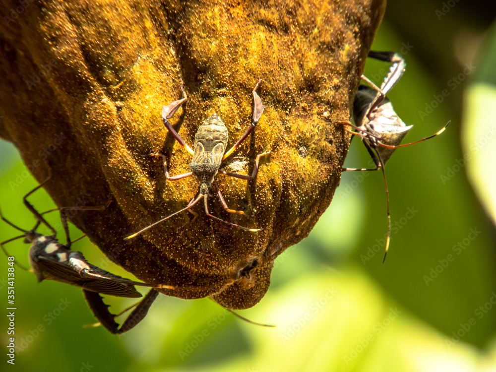 Bedbugs attack the Monguba fruit (aquatic Pachira) also known as wild ...
