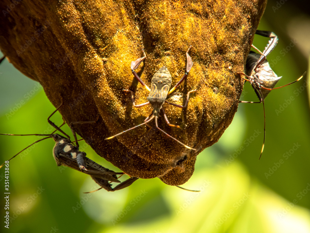 Bedbugs attack the Monguba fruit (aquatic Pachira) also known as wild ...