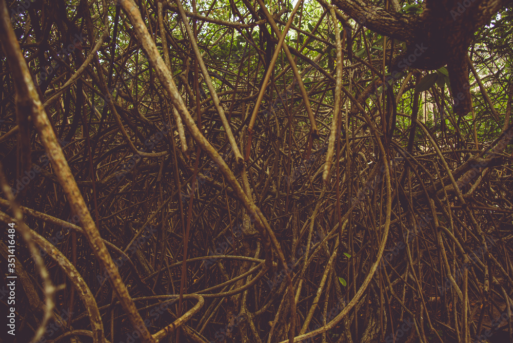 many tangled branches of mangrove roots Stock Photo | Adobe Stock